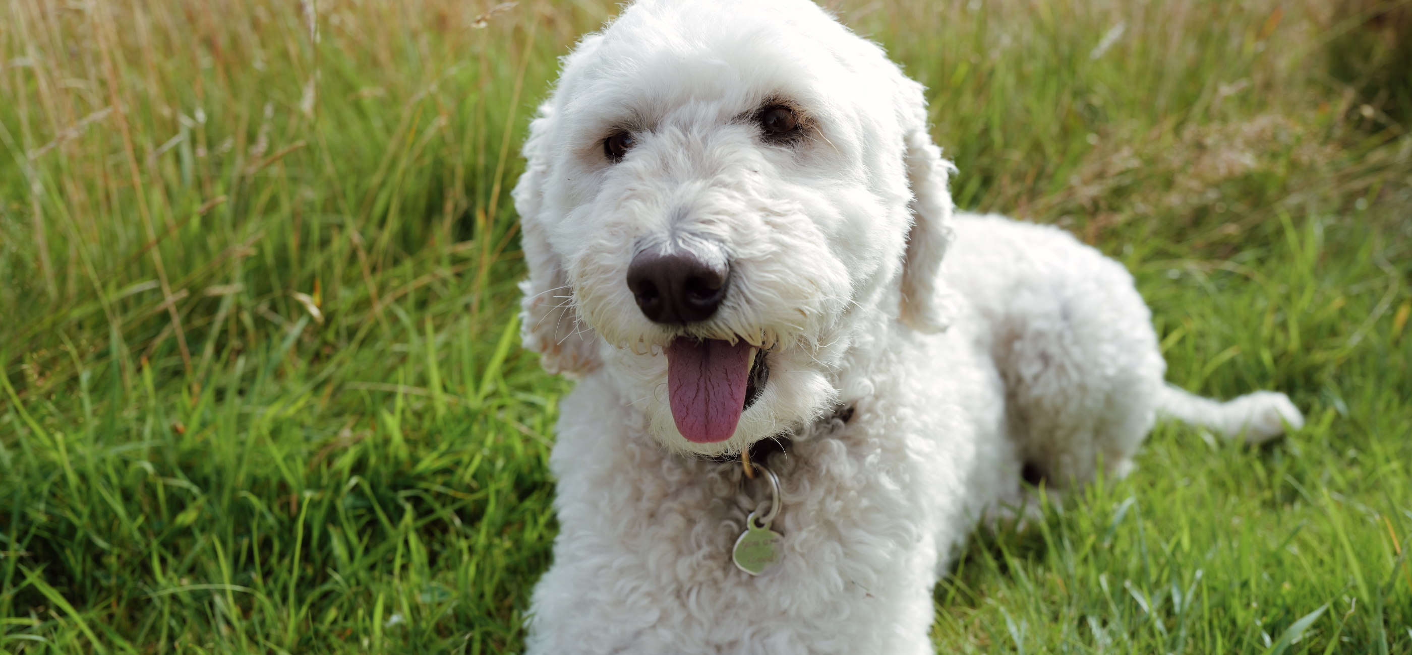 We've launched The Dog Tag! – Daniella Draper
