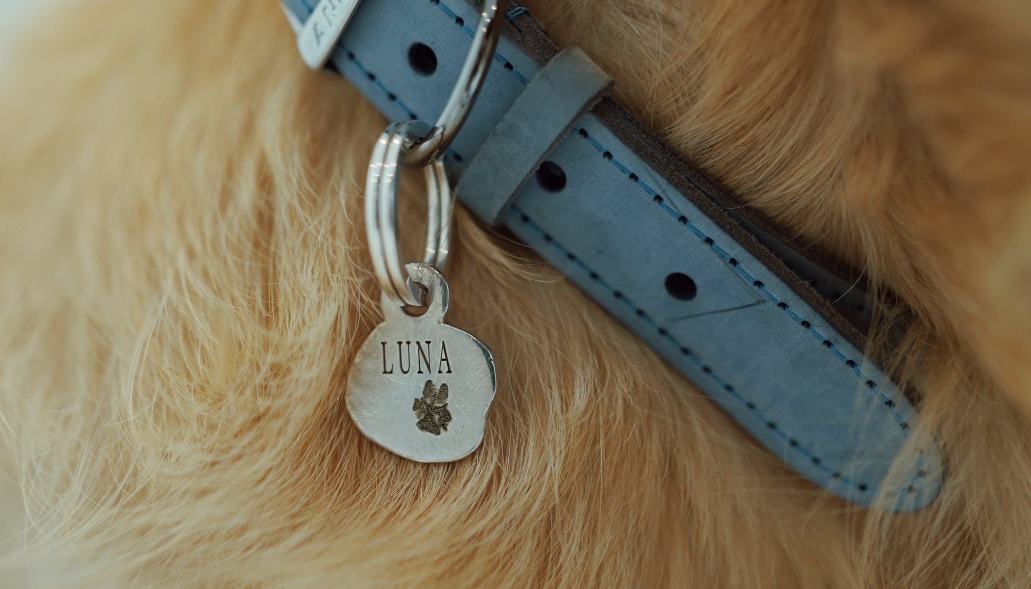 Best Jewellery For Your Pet | Dog Tags & More – Daniella Draper
