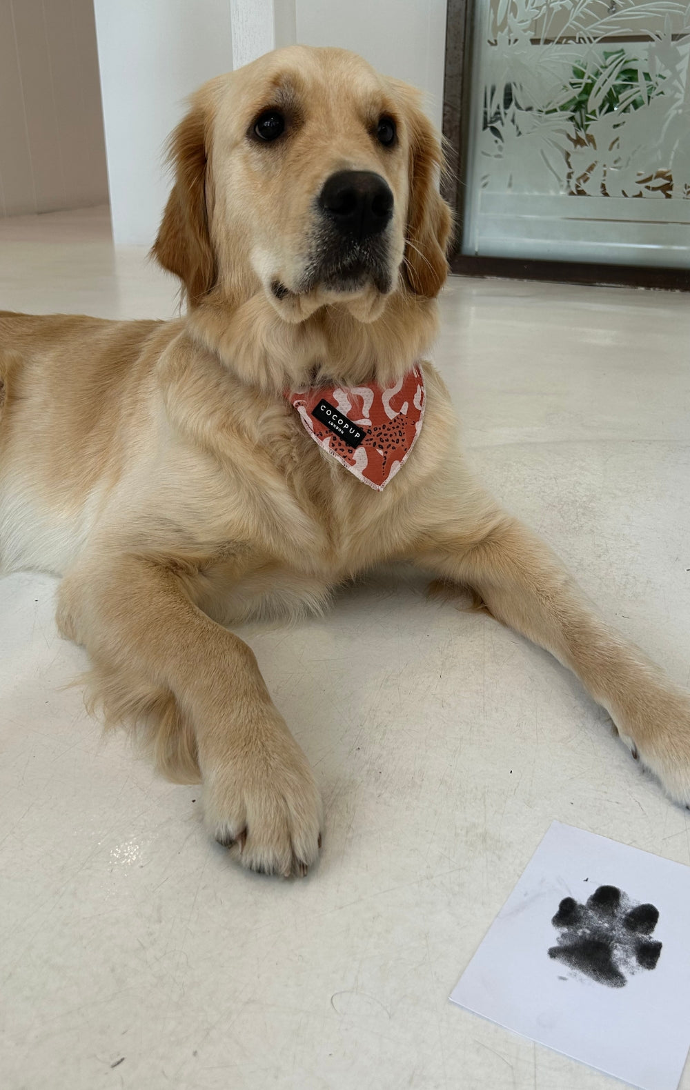 Paw Print Engraving | Personalise with Daniella Draper